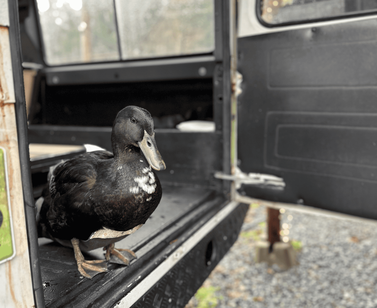Things to do in Victoria, BC in April - North Pacific Homes | Vancouver ...